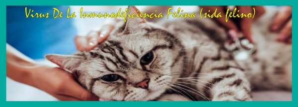 Virus De La Inmunodeficiencia Felina (sida felino) - Pets Champions